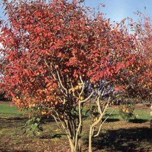 Autumn Brilliance’ Serviceberry – Clump Form | Field Outdoor Spaces